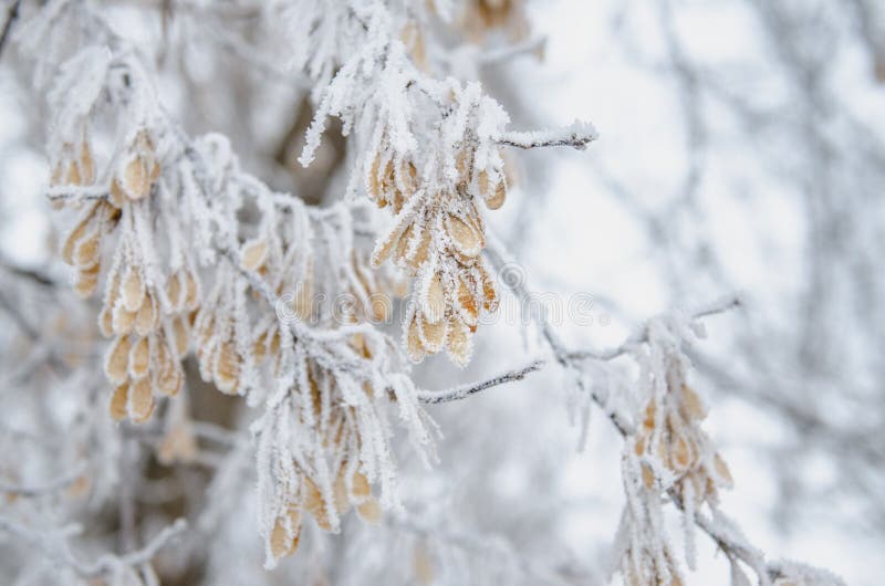 Frost and Snow on Dry Forest Bushes Stock Image - Image of cold ...
