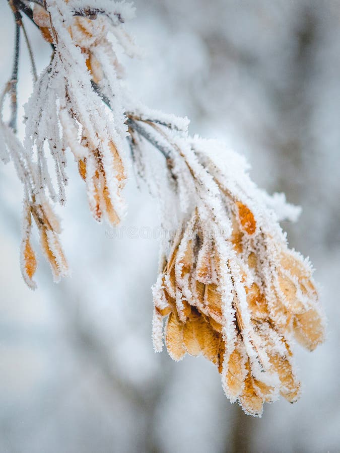 Frost and Snow on Dry Forest Bushes Stock Photo - Image of forest ...