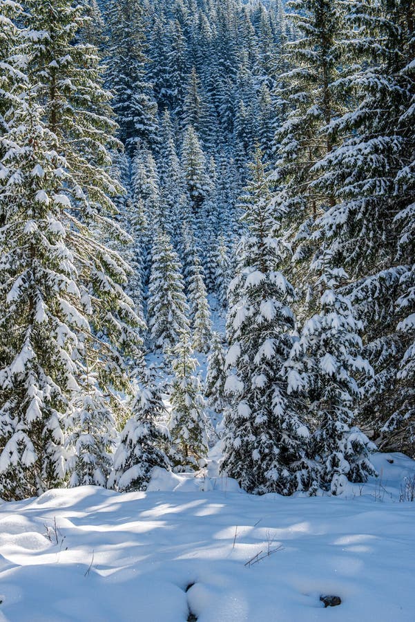 Frost Snowy Forest Trees in Sunny Day in Winter Stock Photo - Image of ...