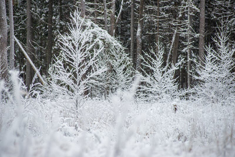 Frost Snowy Forest Trees in Sunny Day in Winter Stock Photo - Image of ...