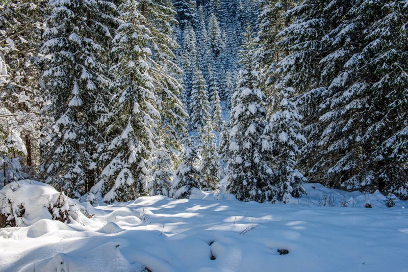 Frost Snowy Forest Trees in Sunny Day in Winter Stock Image - Image of ...