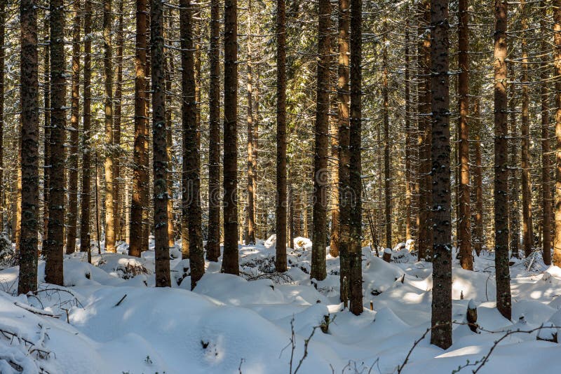 Frost Snowy Forest Trees in Sunny Day in Winter Stock Photo - Image of ...