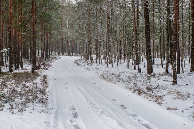 Frost Snowy Forest Trees in Sunny Day in Winter Stock Photo - Image of ...