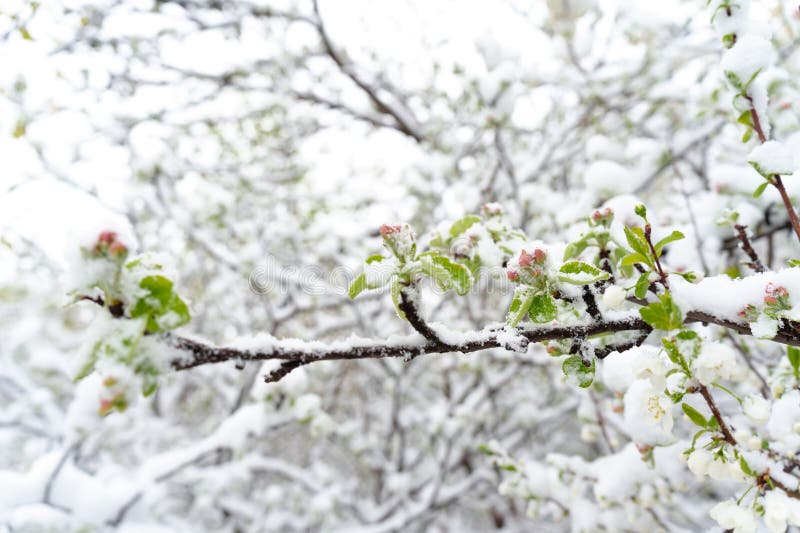 Frost and Spring Snow: Hidden Dangers Threatening Blooming Fruit Trees ...