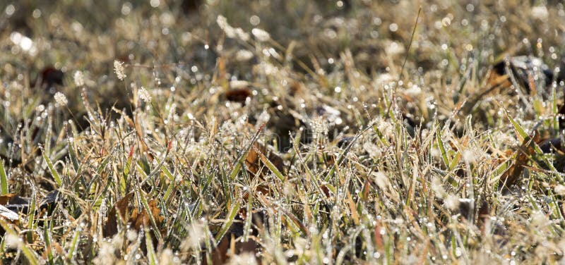 Frost on Grasses in Early Morning in Winter Stock Photo - Image of ...