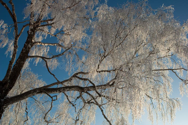 Frost tree stock image. Image of freeze, beautiful, blue - 12502461