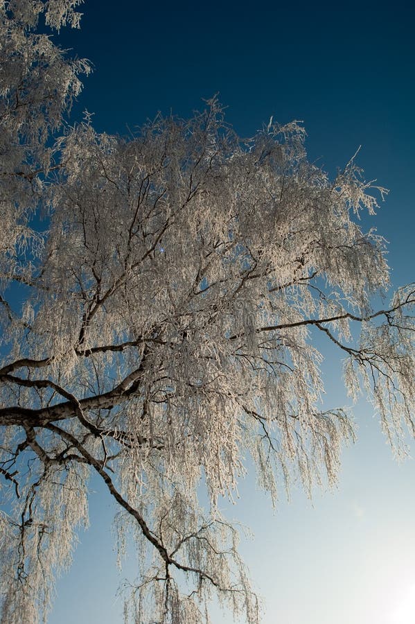 Frost tree stock image. Image of cold, arctic, frosty - 12502485