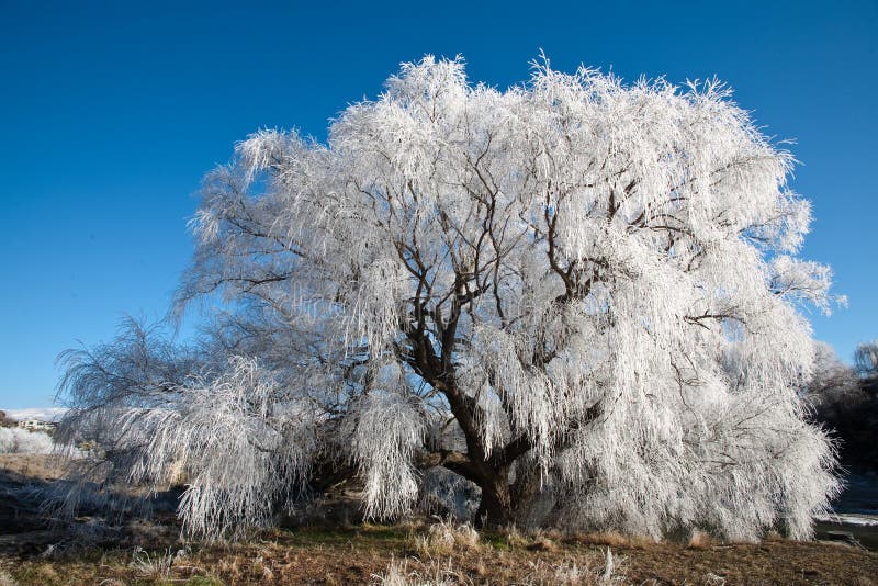 Frost tree stock photo. Image of plant, snow, frosty - 26084718