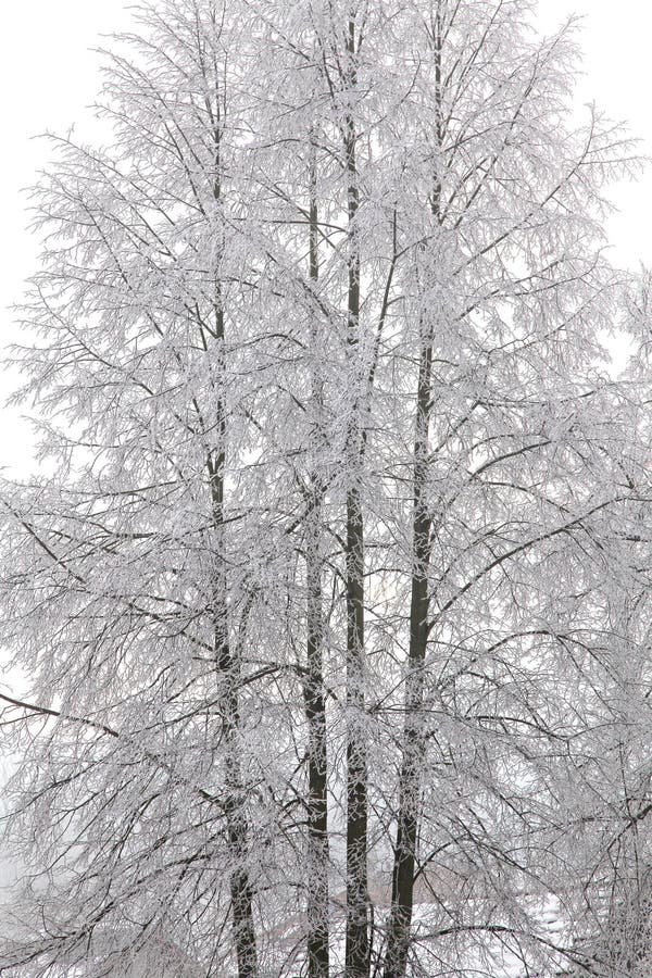 Frost on the tree stock photo. Image of beautiful, scenery - 36059146