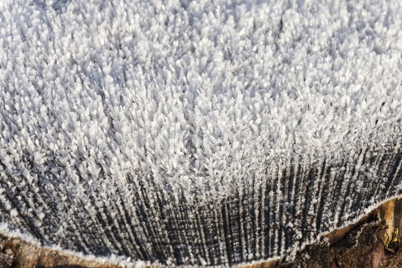 Frost on Tree stump. stock image. Image of huntly, snow - 87308215
