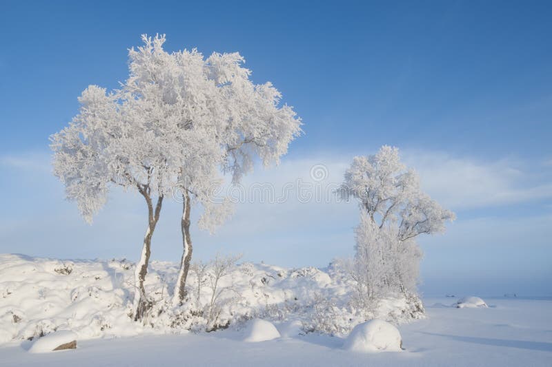 Frost on trees stock image. Image of rocks, landscape - 12615935