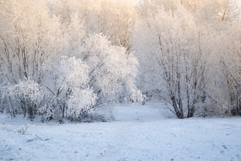 Frost on the Trees in the City Park.Snowfall in the City Stock Photo ...
