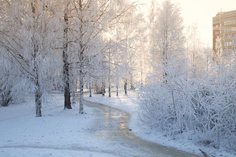Frost on the Trees in the City Park.Snowfall in the City Stock Image ...
