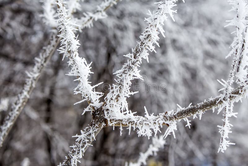 The frost on the trees stock image. Image of damaged - 107998795
