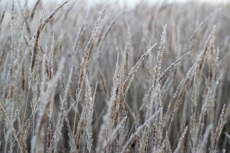 Frost on the wheat stock photo. Image of outdoors, cereal - 71770364
