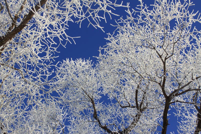 Frost in Winter Trees stock photo. Image of season, freeze - 29016822