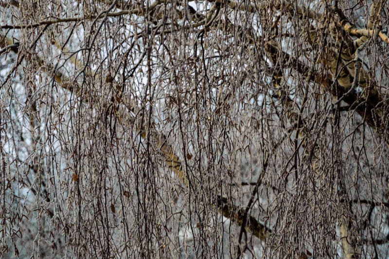 Frostbite on tree branches stock image. Image of nature - 106056009