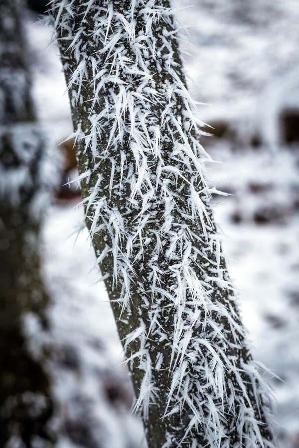 Frostbitten Limbs and Trees Stock Image - Image of background, scene ...
