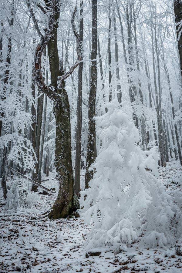 Frostbitten Limbs and Trees Stock Image - Image of background, scene ...