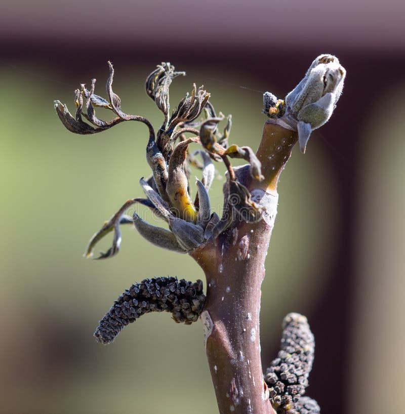 Frostbitten Walnut Stock Photos - Free & Royalty-Free Stock Photos from ...