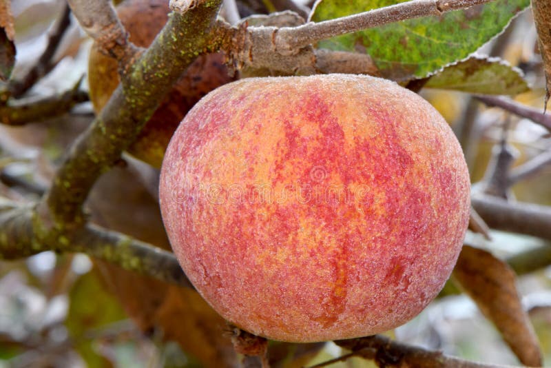 Frosted Apple 01 stock image. Image of botanical, frost - 203621003