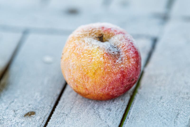 Frosted apple in winter stock image. Image of garden - 205182505