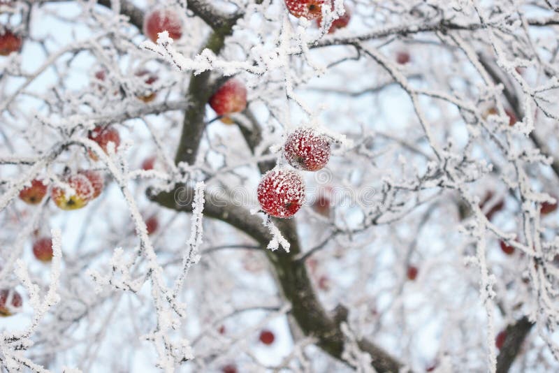 Oak apples on an oak tree stock image. Image of nature - 38824409