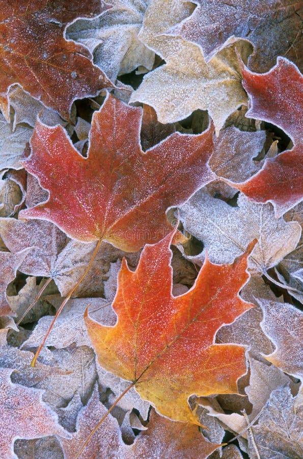 Frosted Autumn Maple Leaves Stock Photo - Image of colorful, textured ...