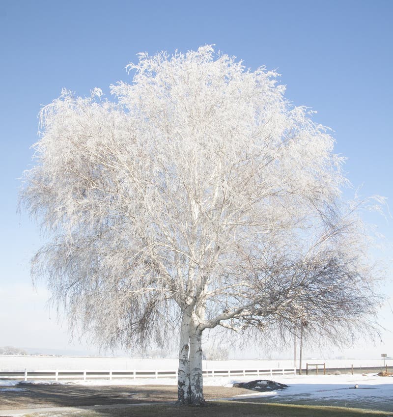 Frosted Birch Tree in January Stock Image - Image of church, birch ...