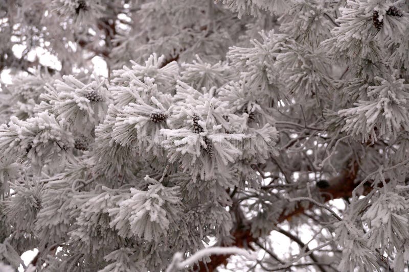Frosted Branch Pine Tree in the City Park Stock Photo - Image of ...