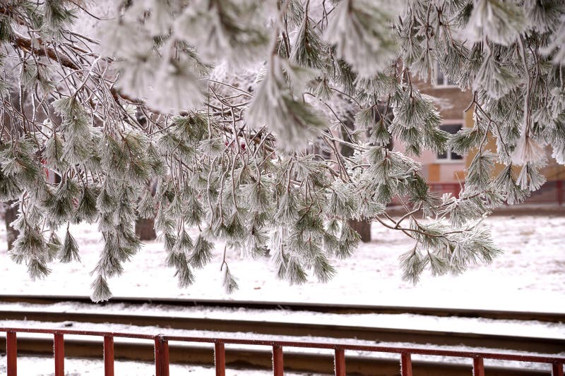 Frosted Branch Pine Tree in the City Park Stock Photo - Image of frost ...