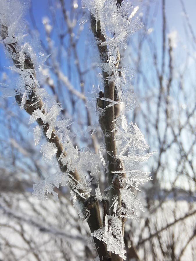 Frosted branches closeup stock photo. Image of details - 245452682