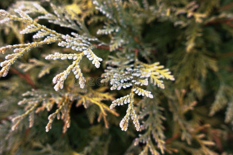 Frosted Cedar Branch with Delicate Ice Crystals Stock Photo - Image of ...