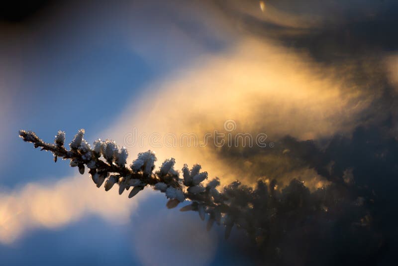 Frosted Common Heather Flowers, Snow and Ice Crystals Glittering in ...