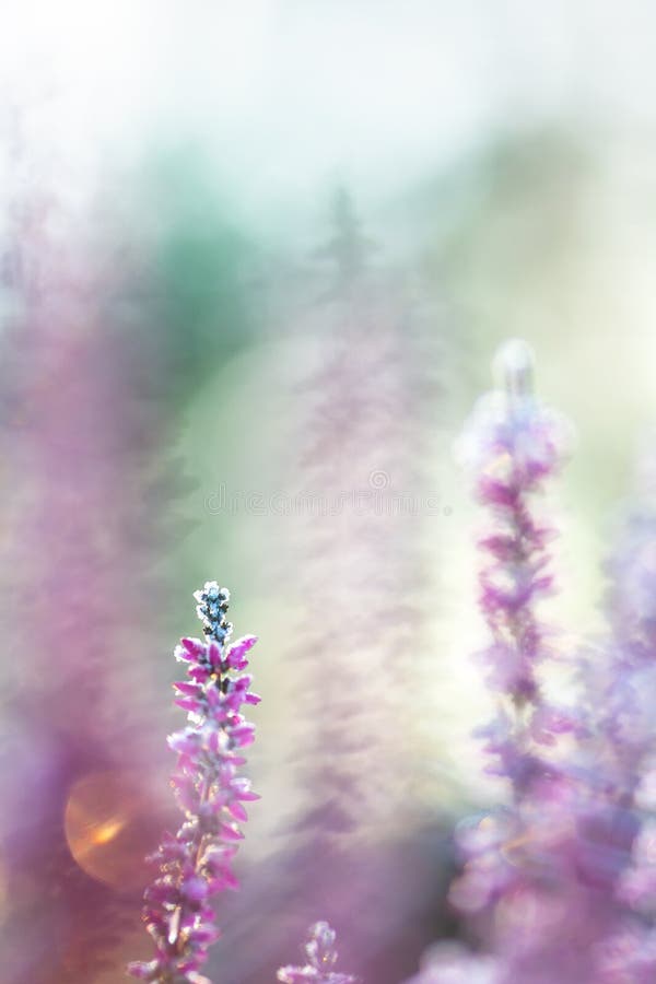 Frosted Common Heather Flowers, Snow and Ice Crystals Glittering in ...