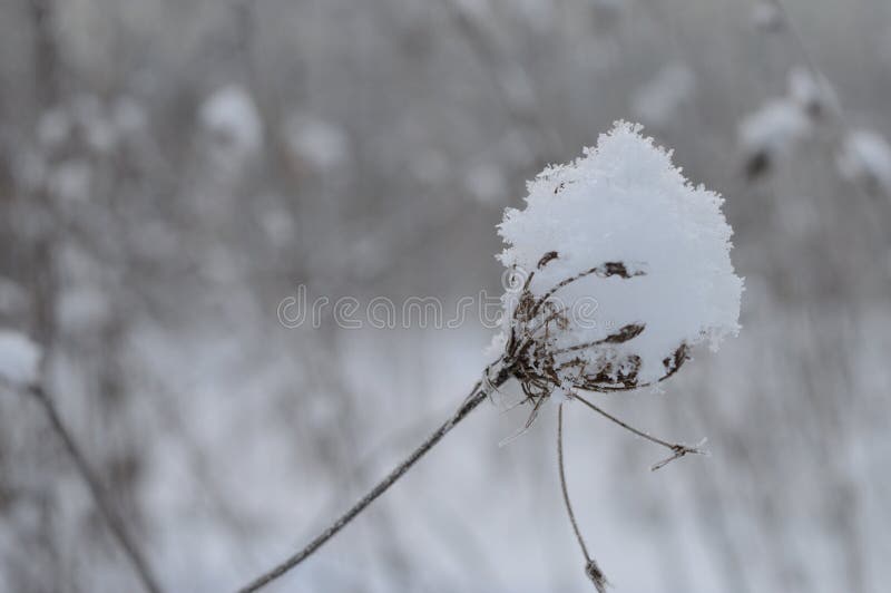 Frosted Dry Yarrow Under the Snow. Macro. Snow on Dry Branches ...
