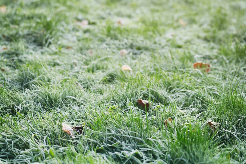Frosted Fall Leaves on the Grass in the Morning Stock Photo - Image of ...