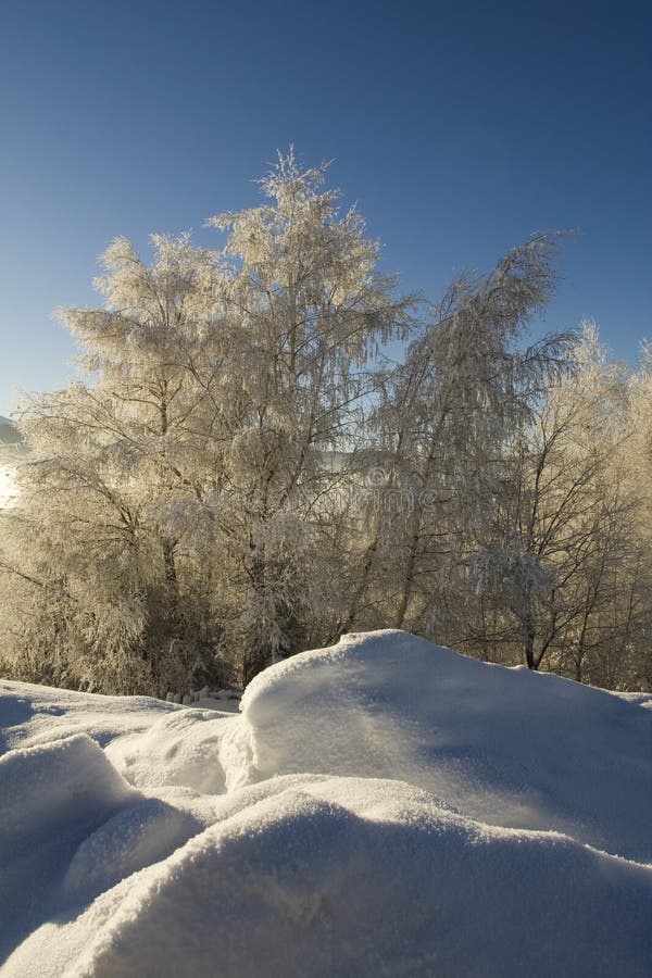 Frosted Forest Fort Custer State Park Stock Image - Image of tranquil ...