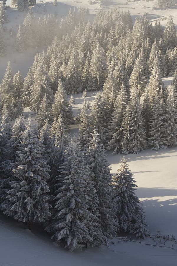 Frosted Forest Fort Custer State Park Stock Image - Image of tranquil ...