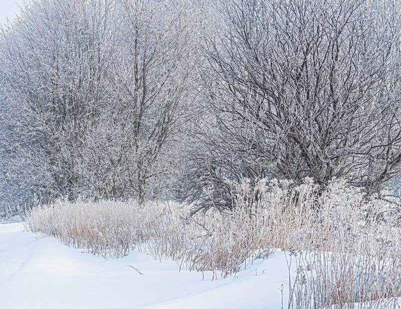 Frosted Forest Edge stock photo. Image of frosted, frozen - 262396388