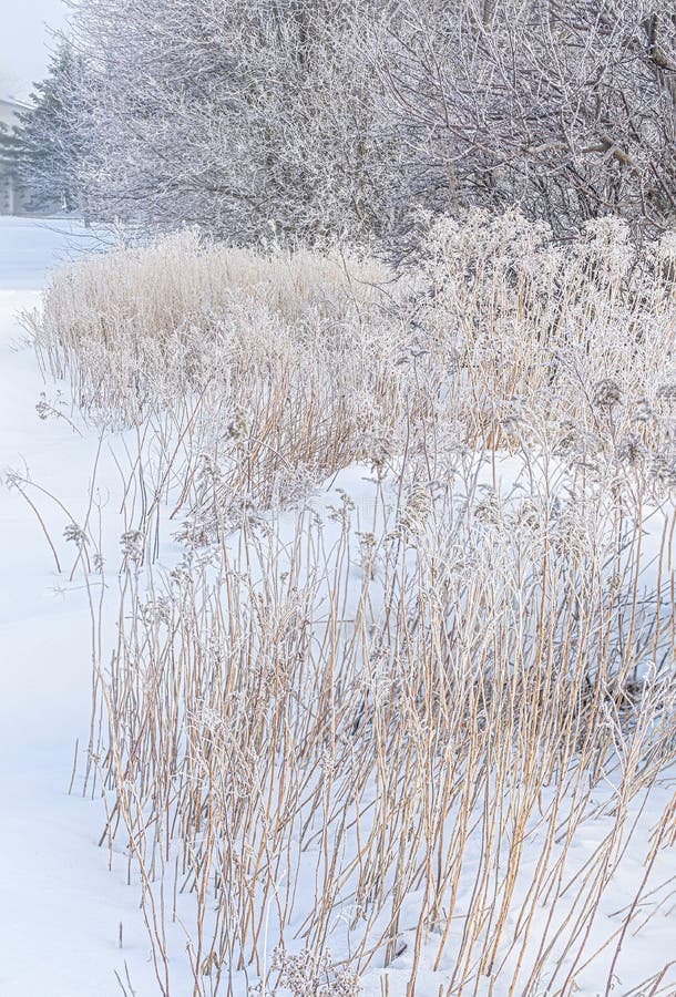 Frosted Forest Edge stock photo. Image of north, landscape - 262396412