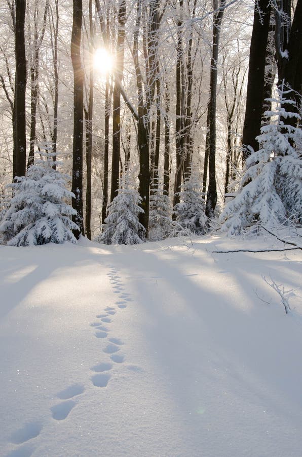 Frosted Forest Fort Custer State Park Stock Image - Image of tranquil ...