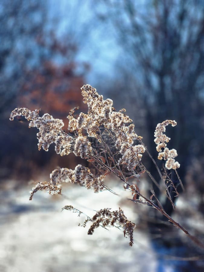 Frosted fuzzy Golden rod stock image. Image of fuzzy - 378304271