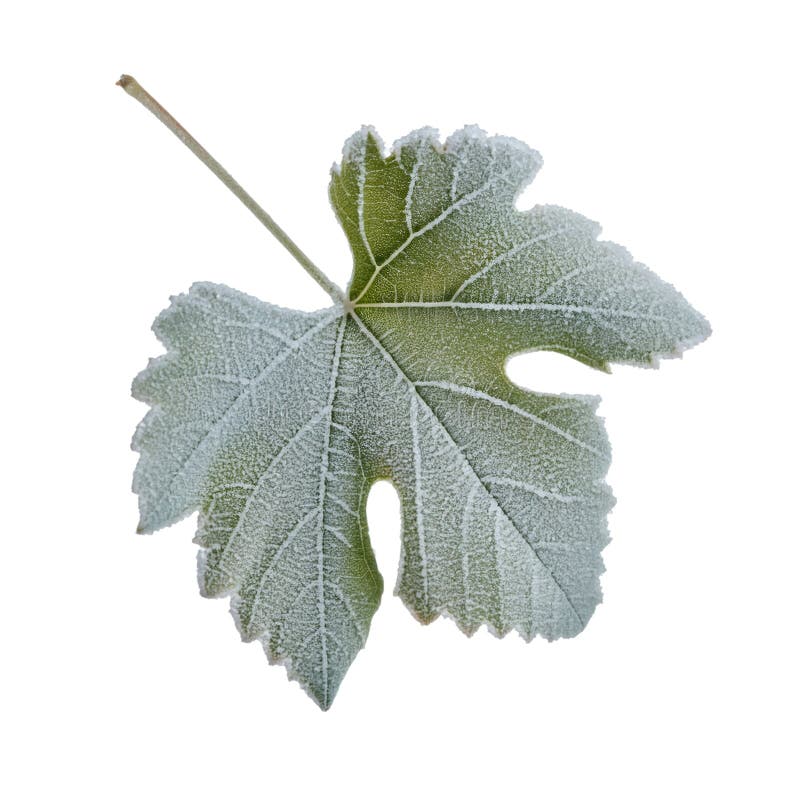 Frosted Grapevine Leaf Isolated on Transparent Background, Perfect for ...