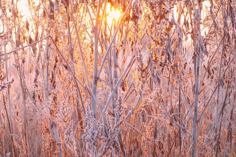 Frosted Grass Colorful Red Dawn Stock Photos - Free & Royalty-Free ...