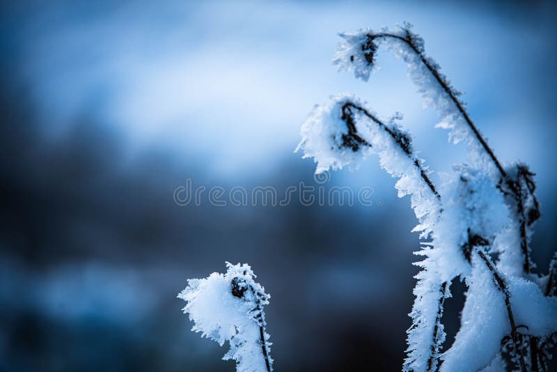 Frosted Grass Glistening in the Morning Light Against Blurry Backdrop ...