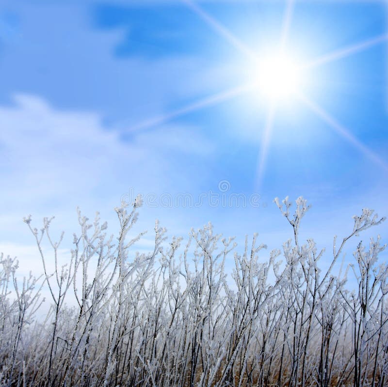 Frosted Grass and Winter Sun Stock Image - Image of rural, cold: 8004569