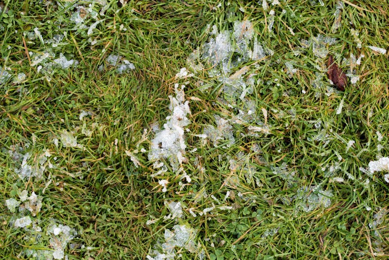 Frosted grass in winter stock image. Image of color - 169844801