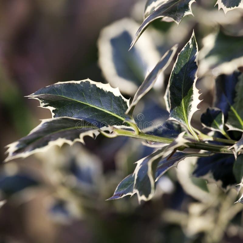 Frosted holly leaves stock image. Image of plant, fall - 49154657