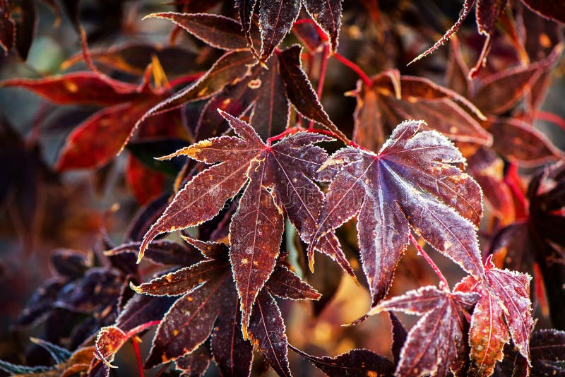 Frosted Japanese Maple Leaves Stock Photos - Free & Royalty-Free Stock ...